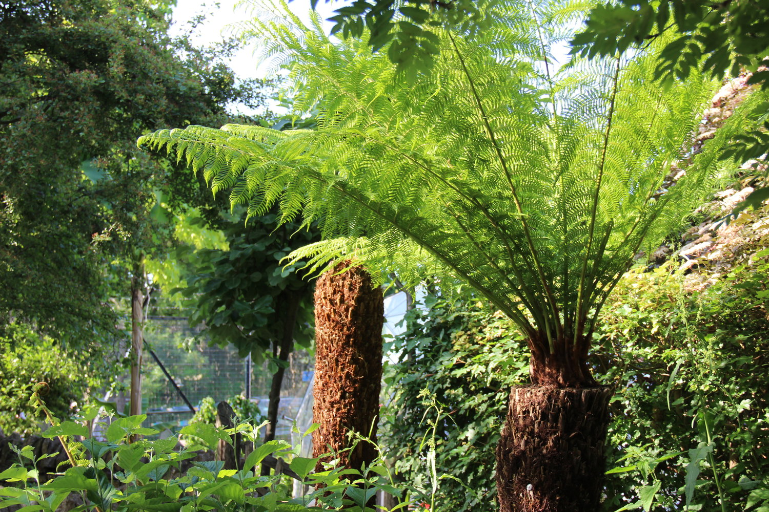 Walworth Road - Elephant and Castle